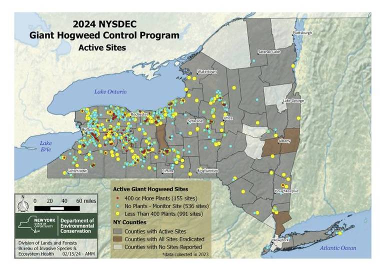 Giant Hogweed: What To Know About This Invasive NY Plant