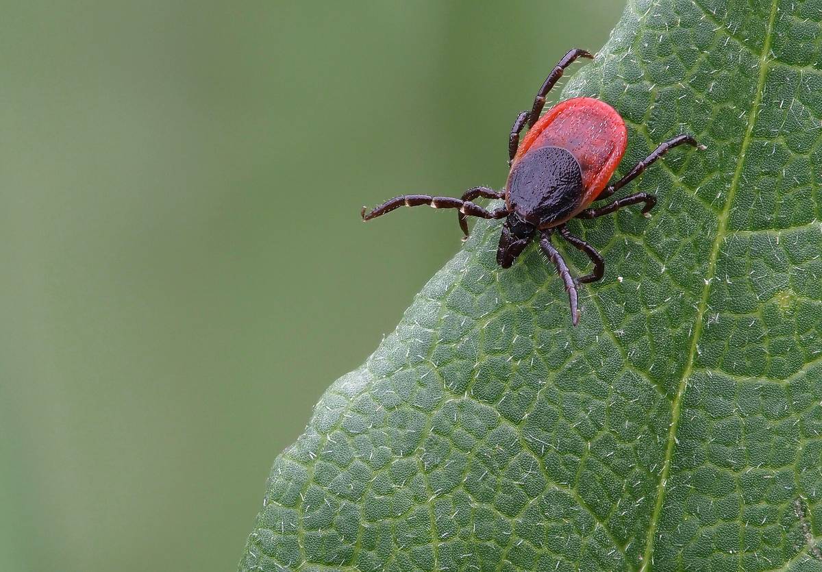 Ticks In NYC: Everything You Need To Know To Stay Safe