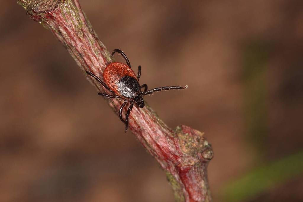Ticks In NYC: Everything You Need To Know To Stay Safe