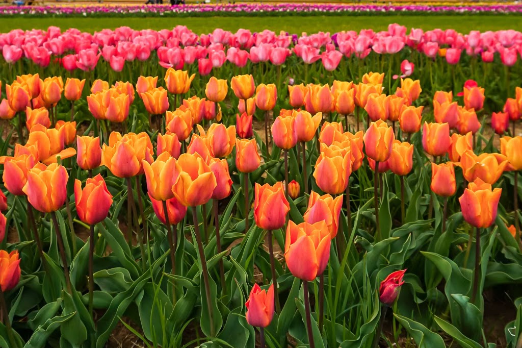 7 Stunning Flower Farms Near NYC To Pick-Your-Own Blooms