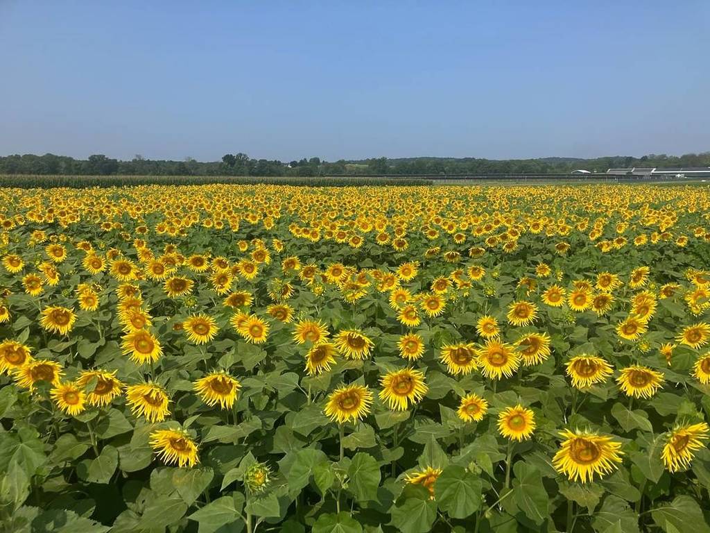 7 Stunning Flower Farms Near NYC To Pick-Your-Own Blooms