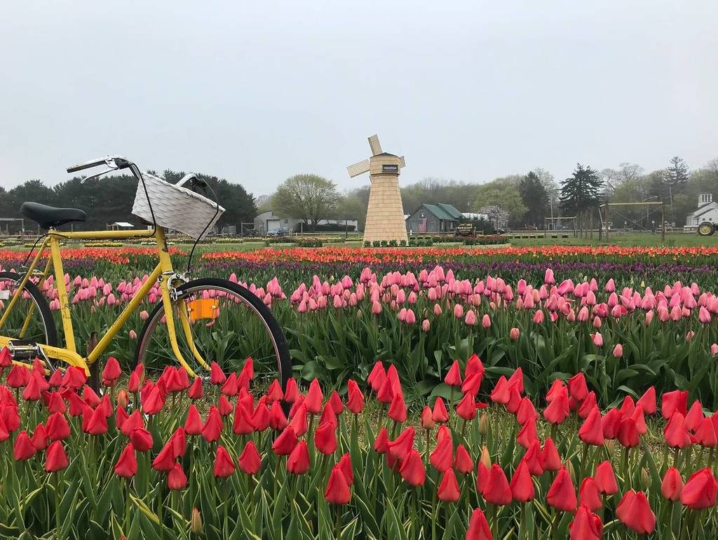 7 Stunning Flower Farms Near NYC To Pick-Your-Own Blooms
