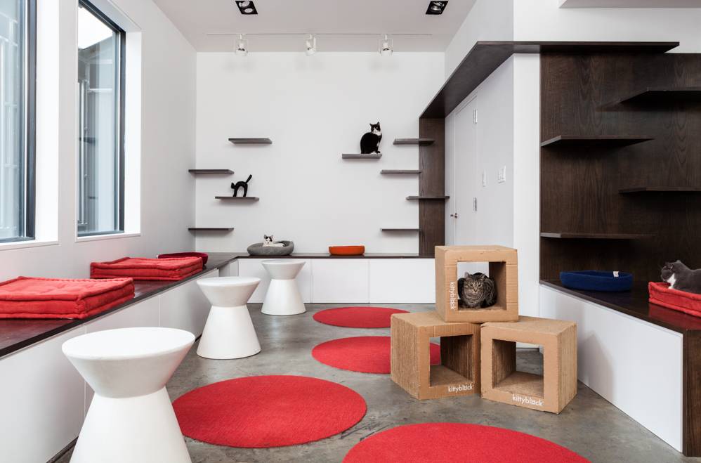 Acoge a tus gatitos y tómate un café en estas adorables cafeterías para ...