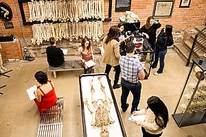 NYC's Bone Museum Houses Real Skeletal Remains