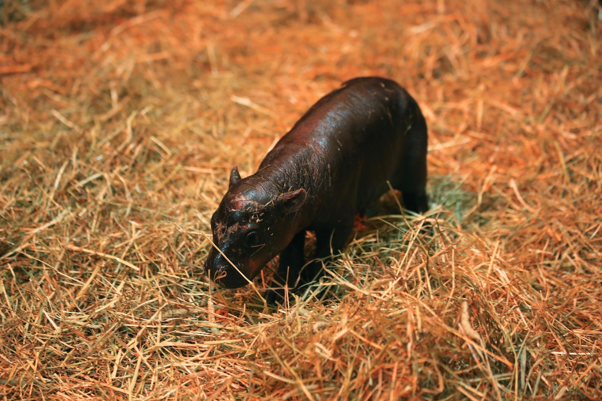 Meet Moo Deng's Competition From The Edinburg Zoo: Haggis