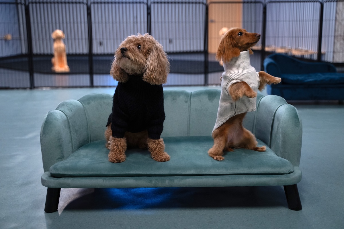 Happy Tails è il nuovo "parco a tema per cani" di New York