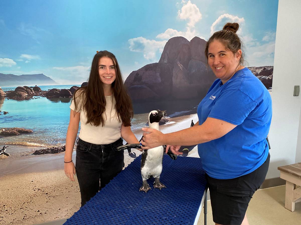 Play With Penguins At Long Island Aquarium's Penguin Encounter