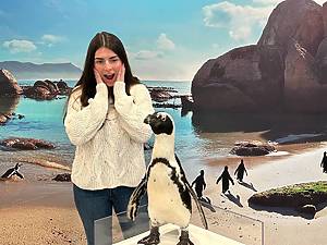 Play With Penguins At Long Island Aquarium's Penguin Encounter