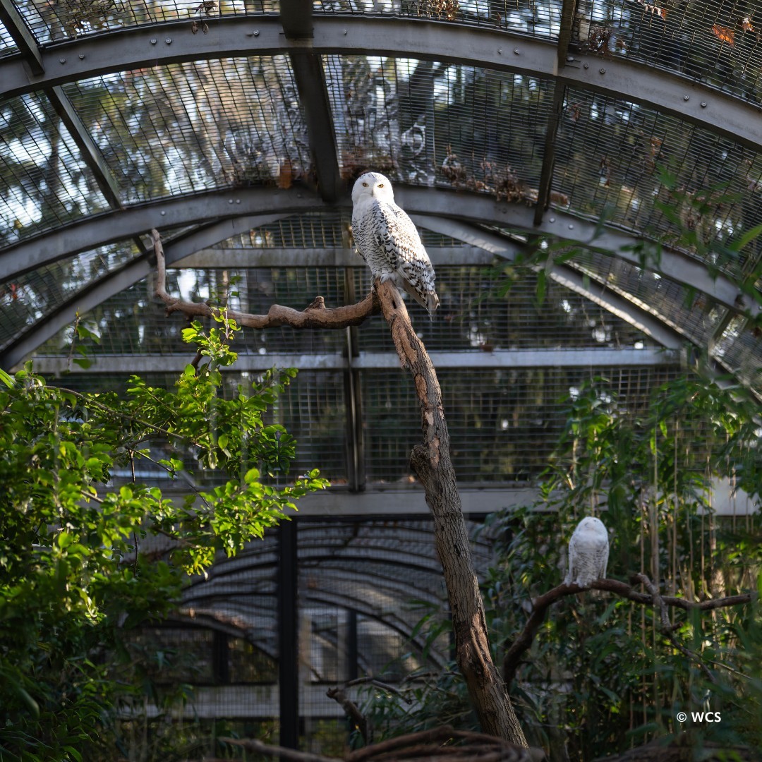 Lo zoo del Bronx accoglie un'adorabile coppia di gufi delle nevi