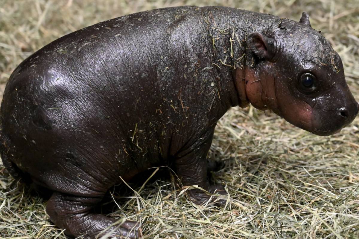 There's A Newborn Pygmy Hippo In The U.S. (Not Far From NYC)