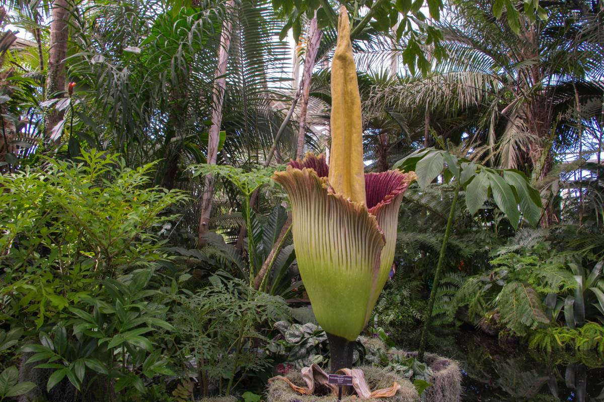 A Rare Corpse Flower At BBG Will Bloom At Any Moment