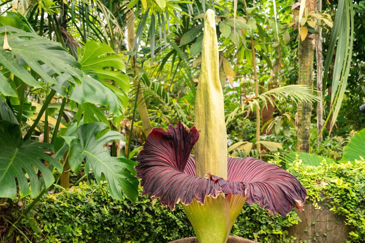 A Rare Corpse Flower At BBG Will Bloom At Any Moment