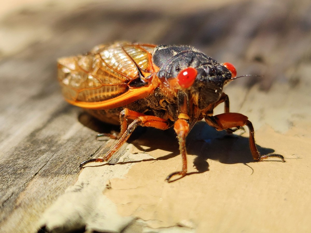 Cicada Brood XIV: What It Is & When To Expect It
