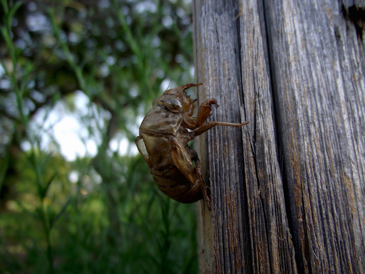 Cicada Brood XIV: What It Is & When To Expect It