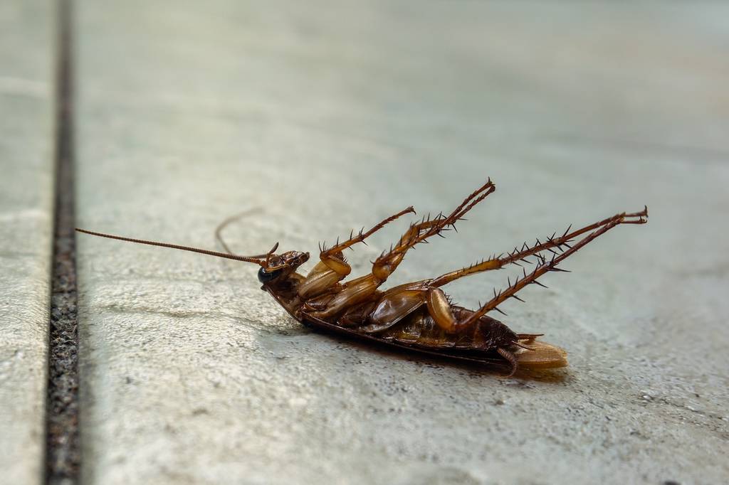 NYC's Most Cockroach-Infested Homes Are In This Area