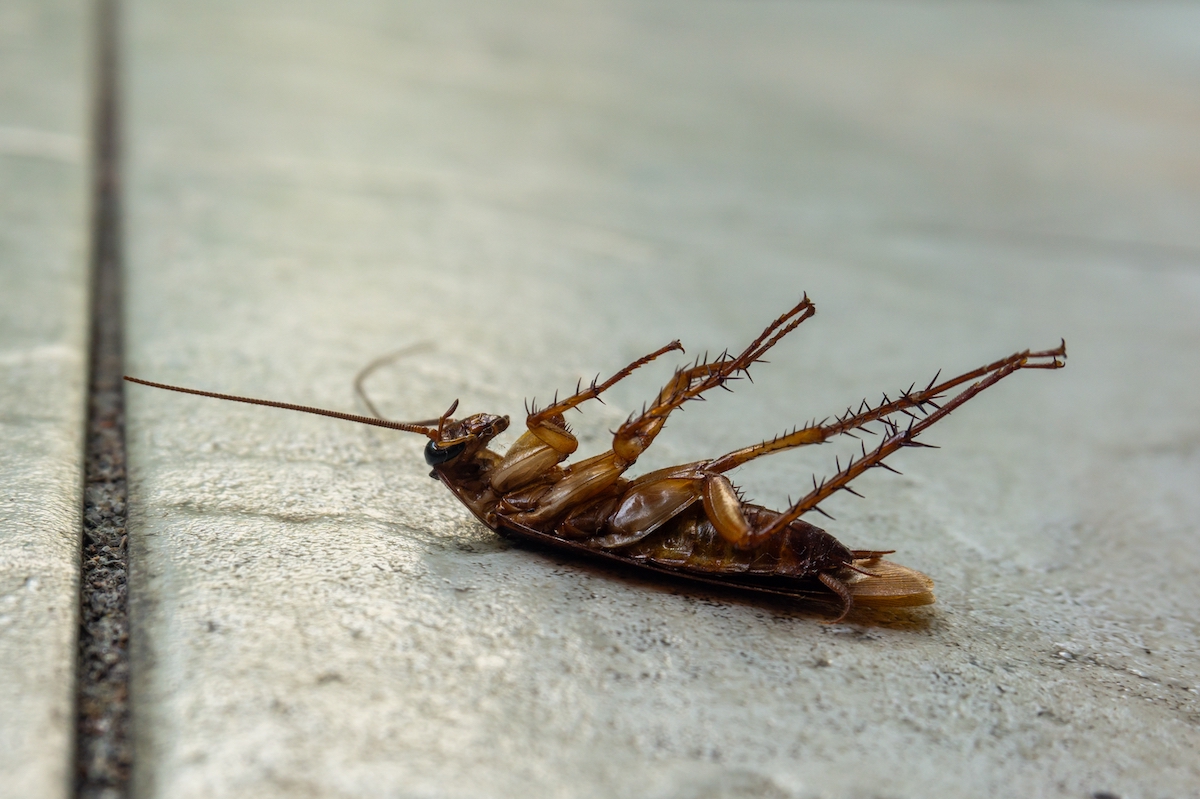 NYC's Most Cockroach-Infested Homes Are In This Area