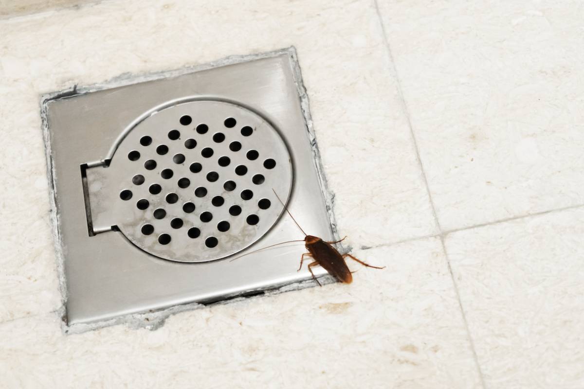 NYC's Most Cockroach-Infested Homes Are In This Area