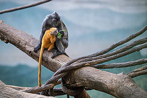 The Bronx Zoo's Adorable Baby Langur Made Its Debut