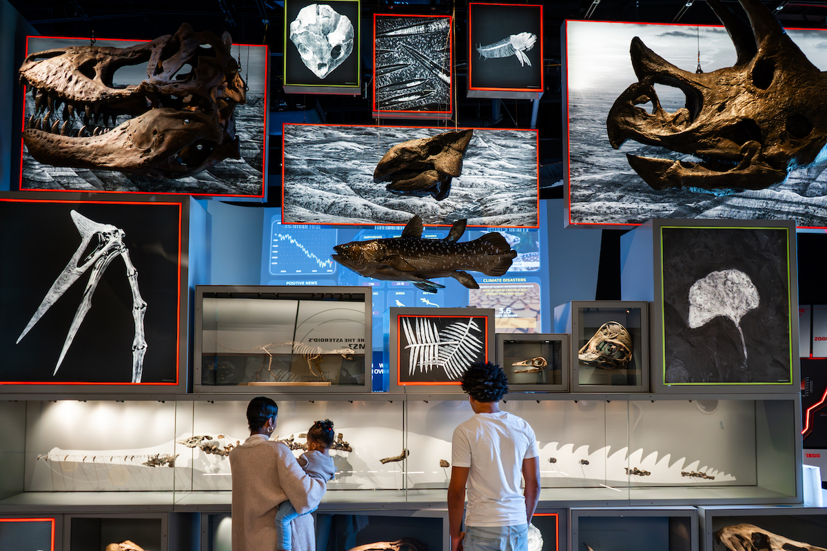 Edelman Fossil Park & Museum To Open With 100K+ Dino Fossils