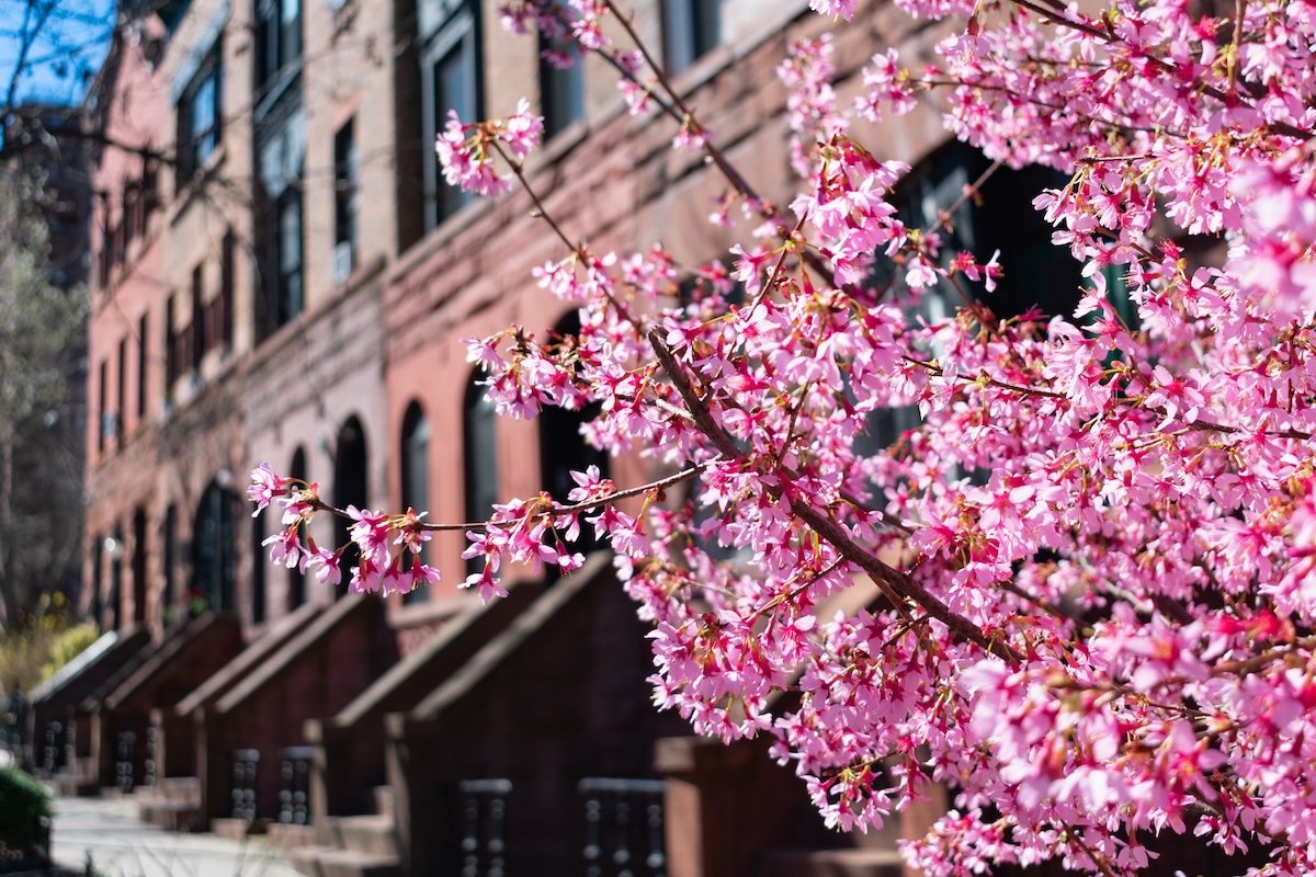 ¿Cuándo florecen los cerezos en Nueva York?