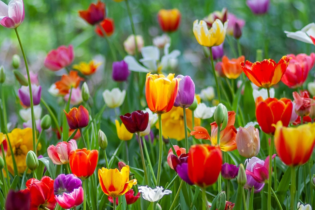 2,5 milioni di fiori al Festival dei tulipani di Long Island