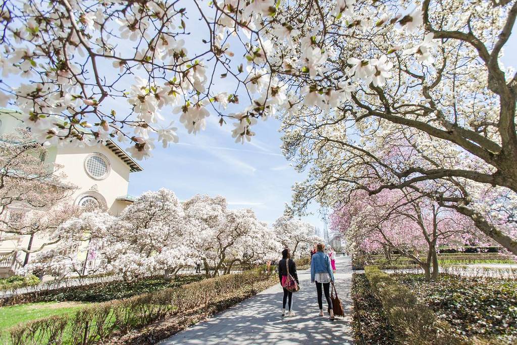10 Free Things You Can Get With a Brooklyn Public Library Card