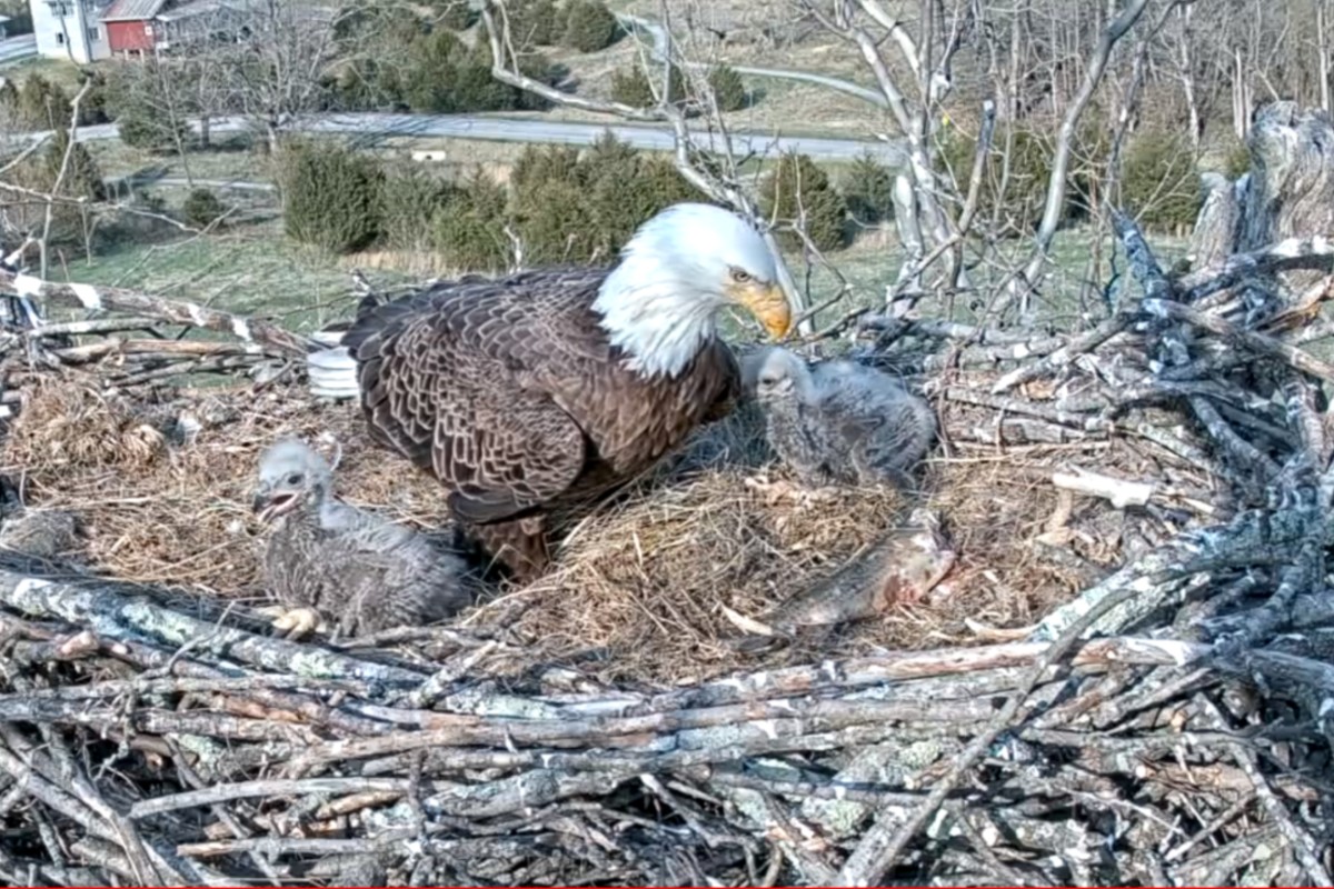 Watch The 24/7 Eagle Cam Of Bald Eagle Babies Hatching