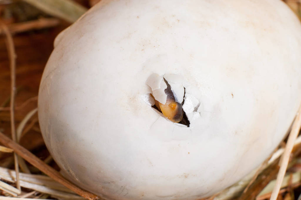Watch The 24/7 Eagle Cam Of Bald Eagle Babies Hatching