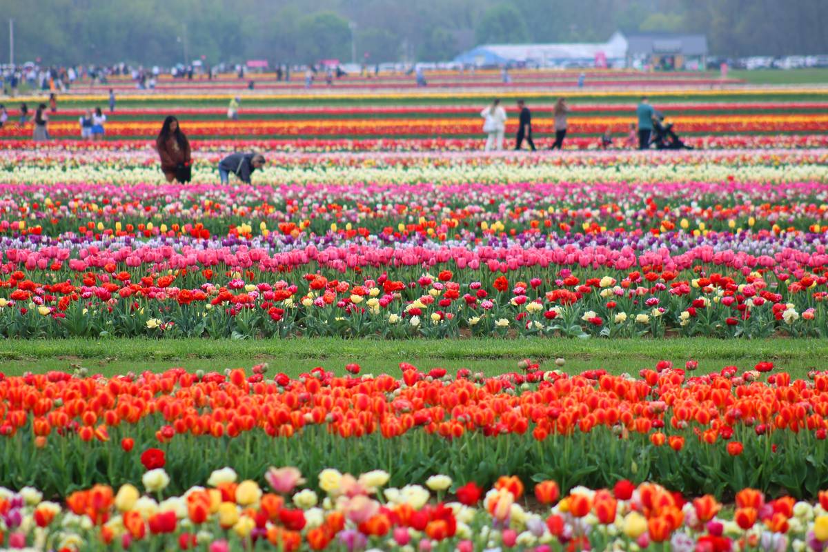 Holland Ridge Farms U-Pick Tulips Spring Spectacular 2025: Full Guide
