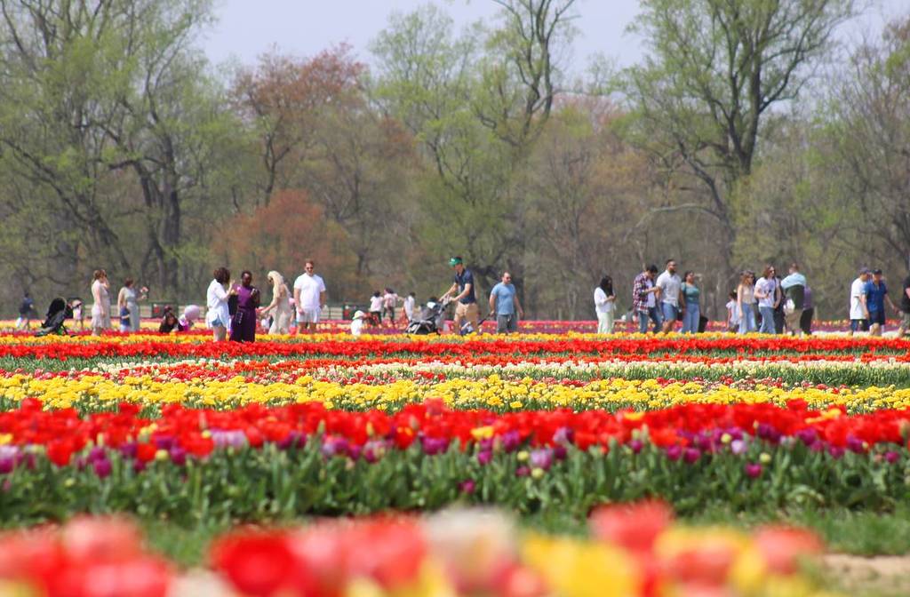 Holland Ridge Farms U-Pick Tulips Spring Spectacular 2025: Full Guide