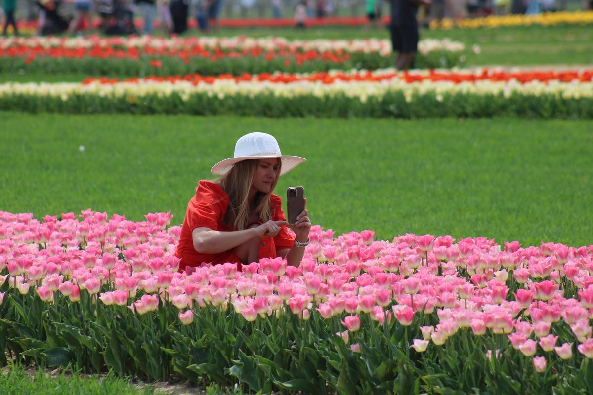 Holland Ridge Farms U-Pick Tulips Spring Spectacular 2025: Full Guide