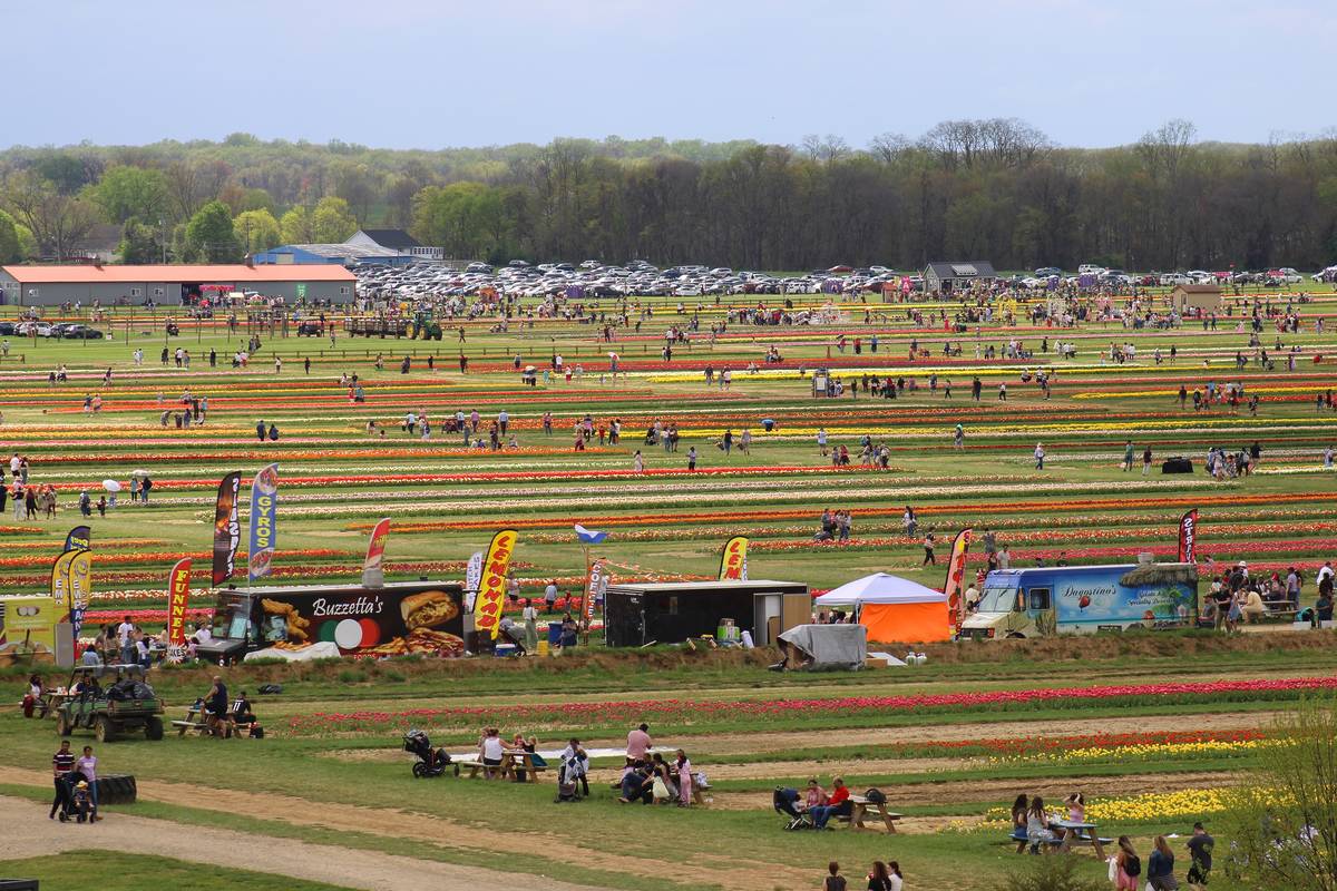 Holland Ridge Farms U-Pick Tulips Spring Spectacular 2025: Full Guide