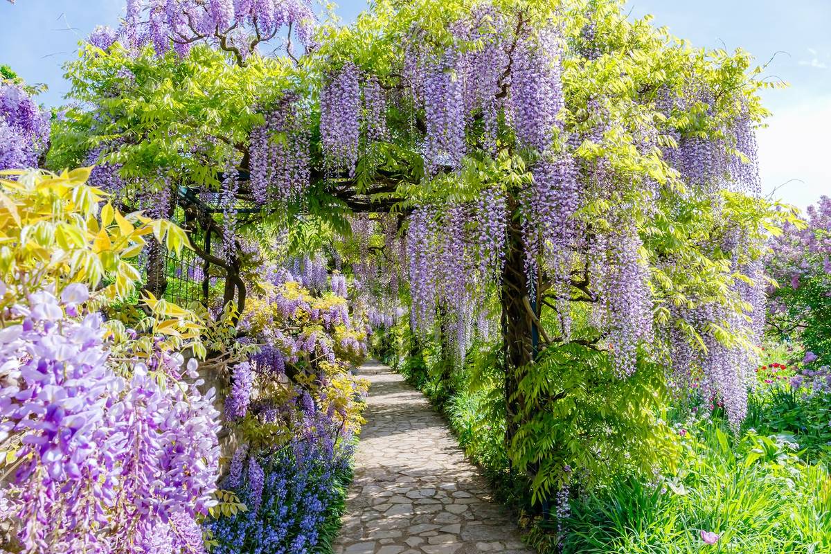 Wisteria In NYC Guide: When It Blooms & Where To Find It