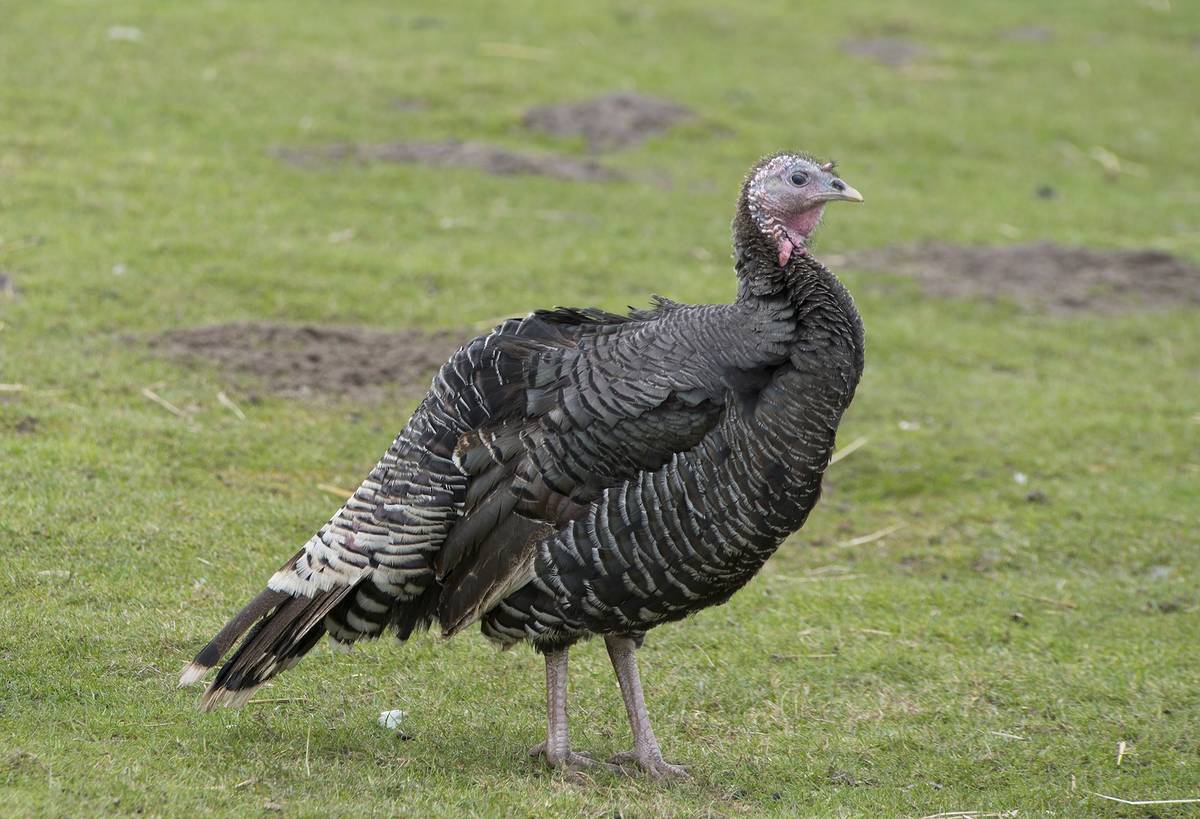 NYers Love Astoria The Turkey, Who's Roaming Sutton Place