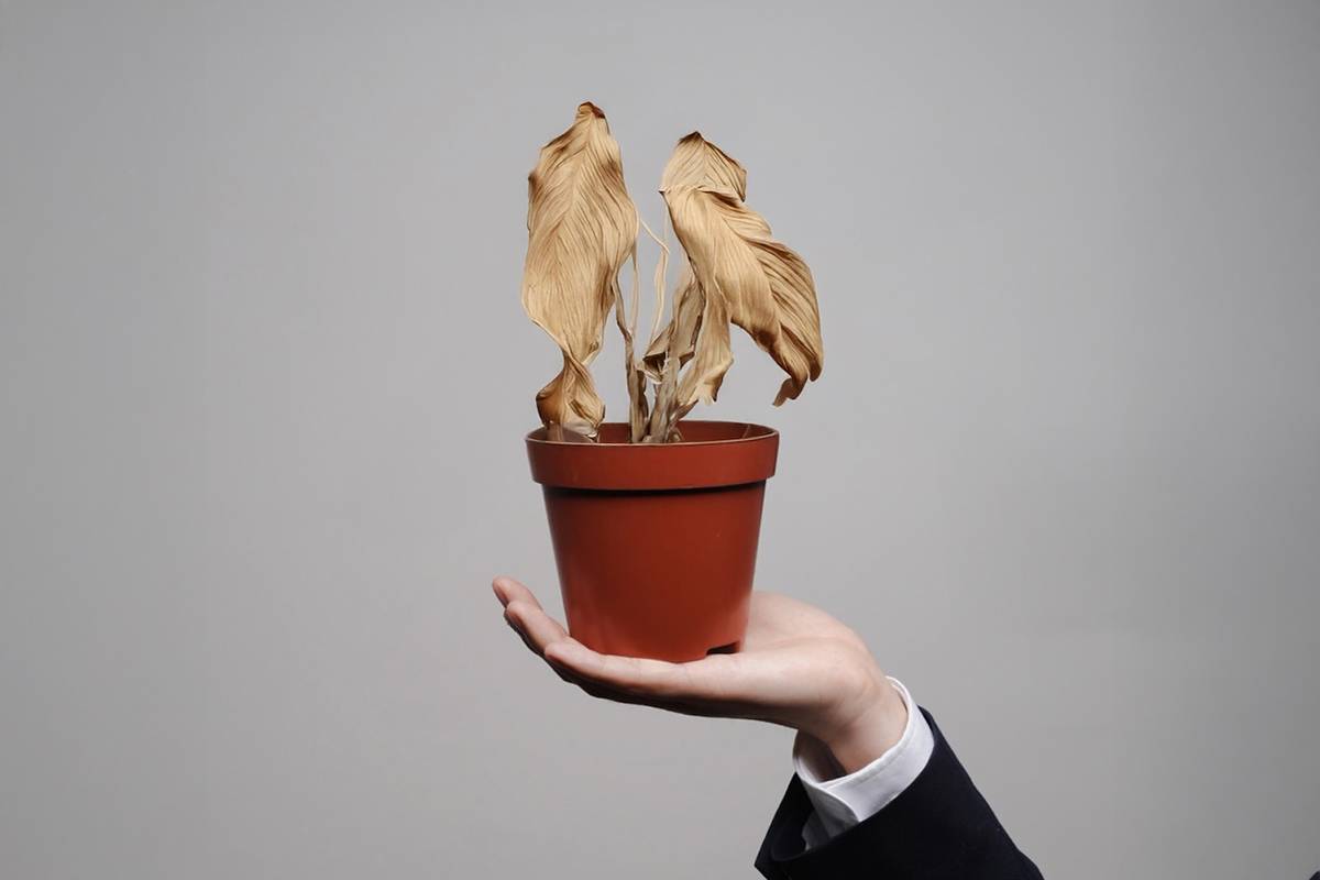 Root In Peace Is NYC's Communal Dead Plant Funeral
