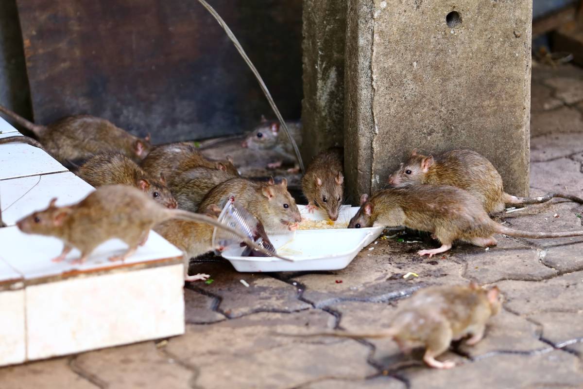 New Yorkers Top List As Least Afraid Of Pests