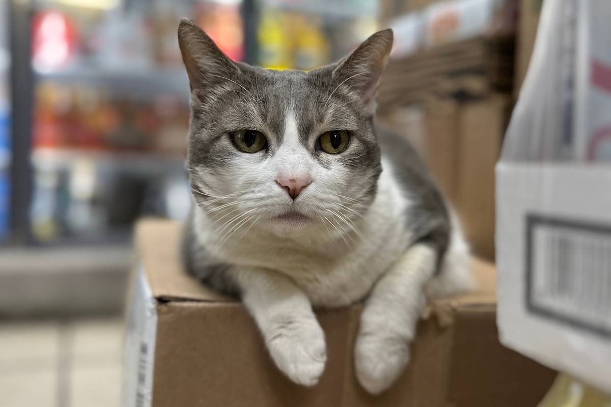 Bodega Cat Fundraiser Is Your Way To Help NYC's Favorite Animal
