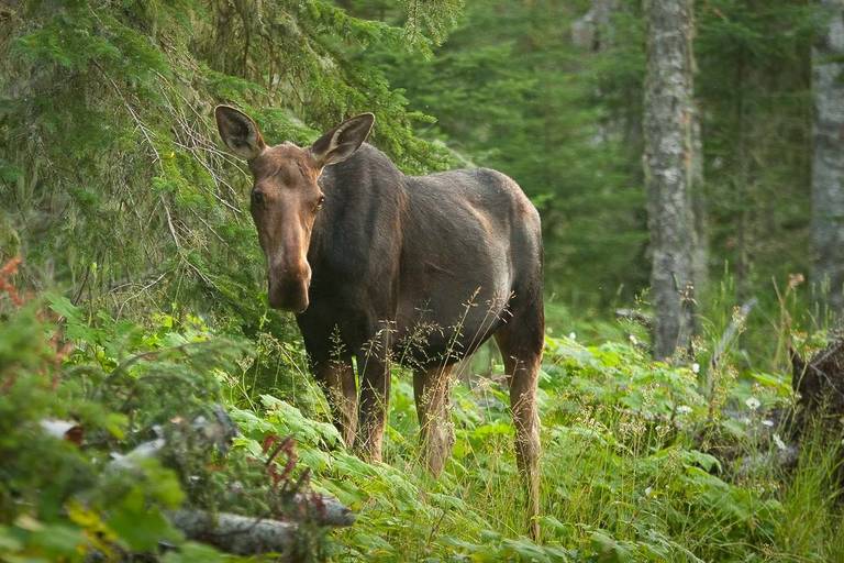 Isle Royale National Park Is The Most Remote U.S. National Park