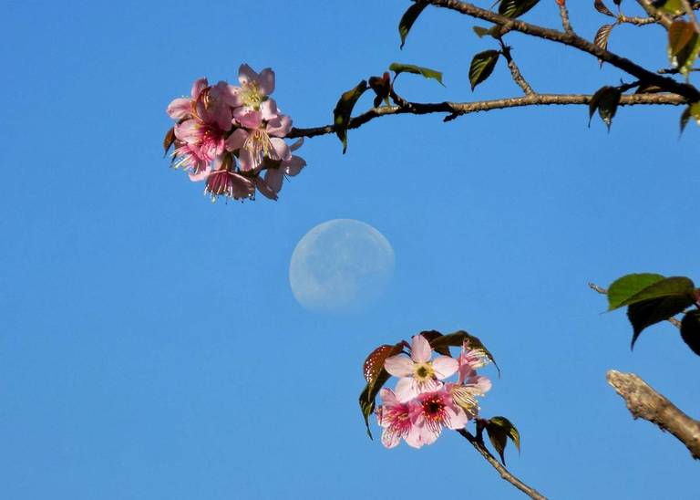 A Lua Cheia das Flores de maio atingirá seu pico na segunda-feira, 12 ...