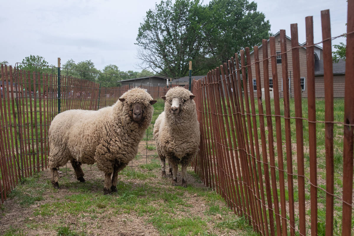 NYC’s Only Sheep Shearing Festival Returns This Weekend