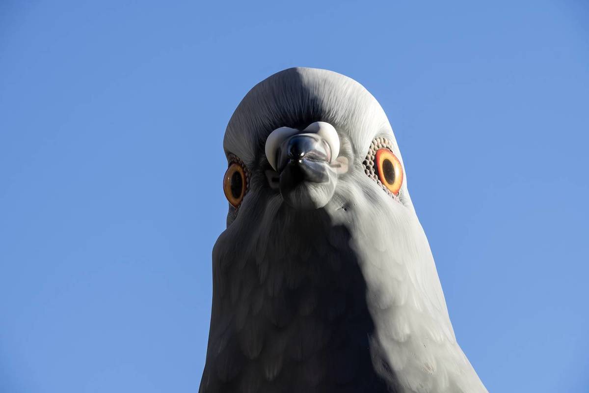 A Pigeon Impersonation Pageant Is Heading To The High Line