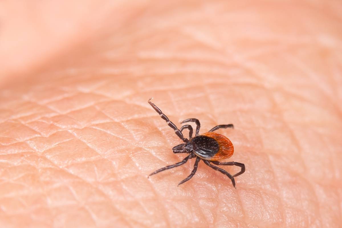 A Rare Malaria-Like Disease Is Emerging On The East Coast