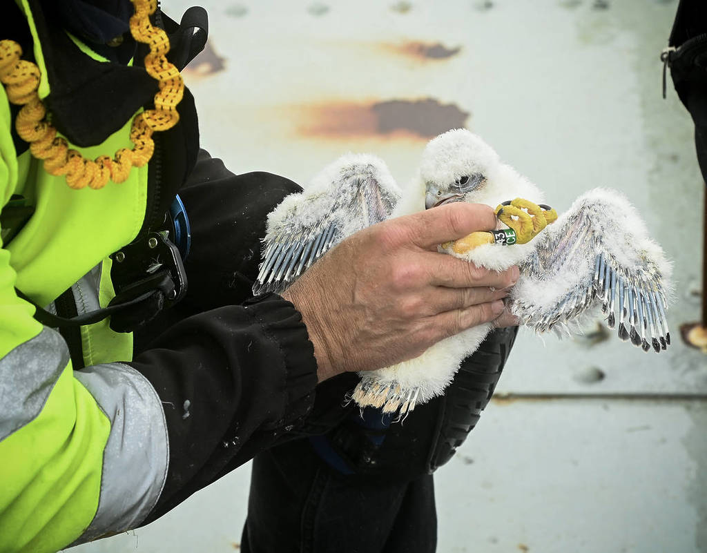 Three Adorable Peregrine Falcon Chicks Were Just Born At Verrazzano ...