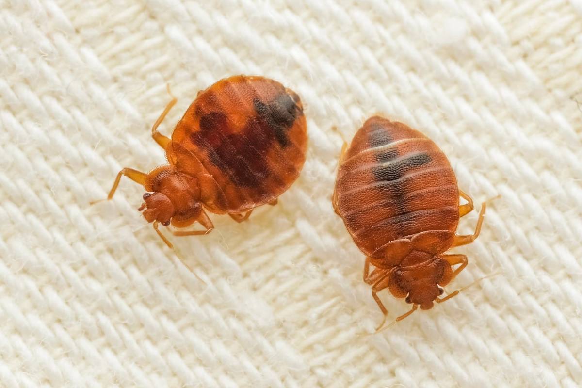 NYC Among The Most Bed Bug-Infested U.S. Cities