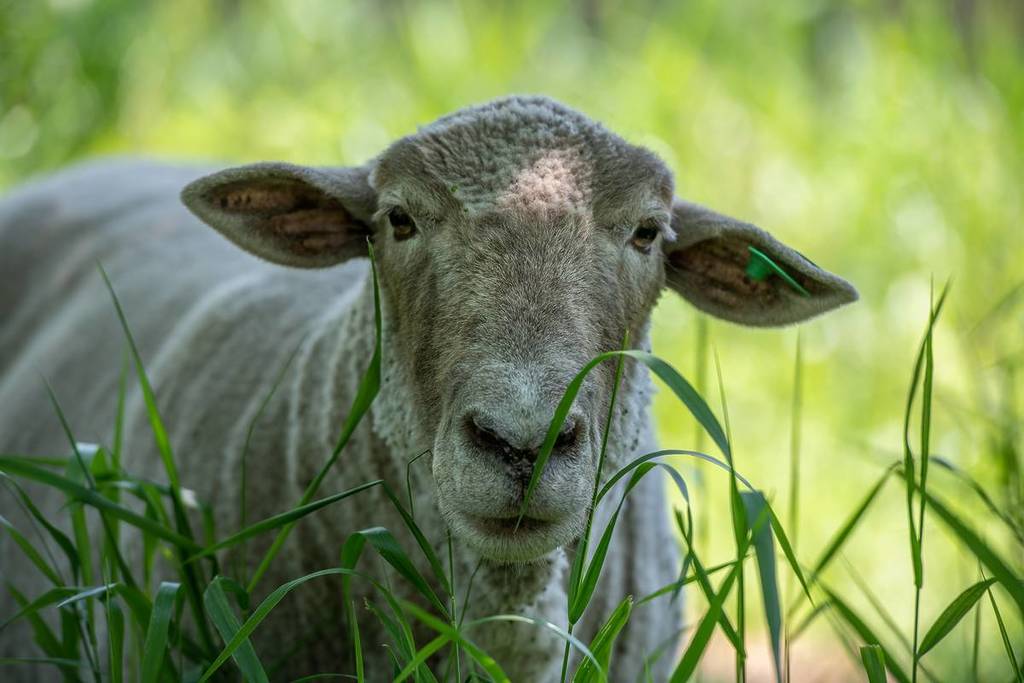 These Adorable Sheep Have Been Saving Governors Island’s Ecosystem—But ...