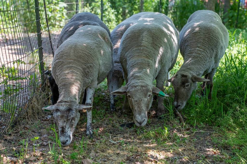 These Adorable Sheep Have Been Saving Governors Island’s Ecosystem—But ...