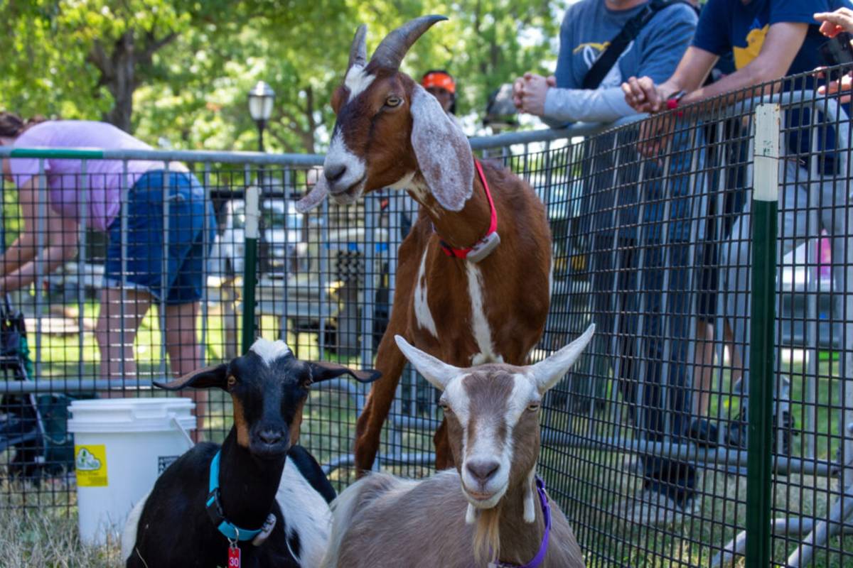 Goatham 2025 revient à Riverside Park avec un concours de 5 chèvres