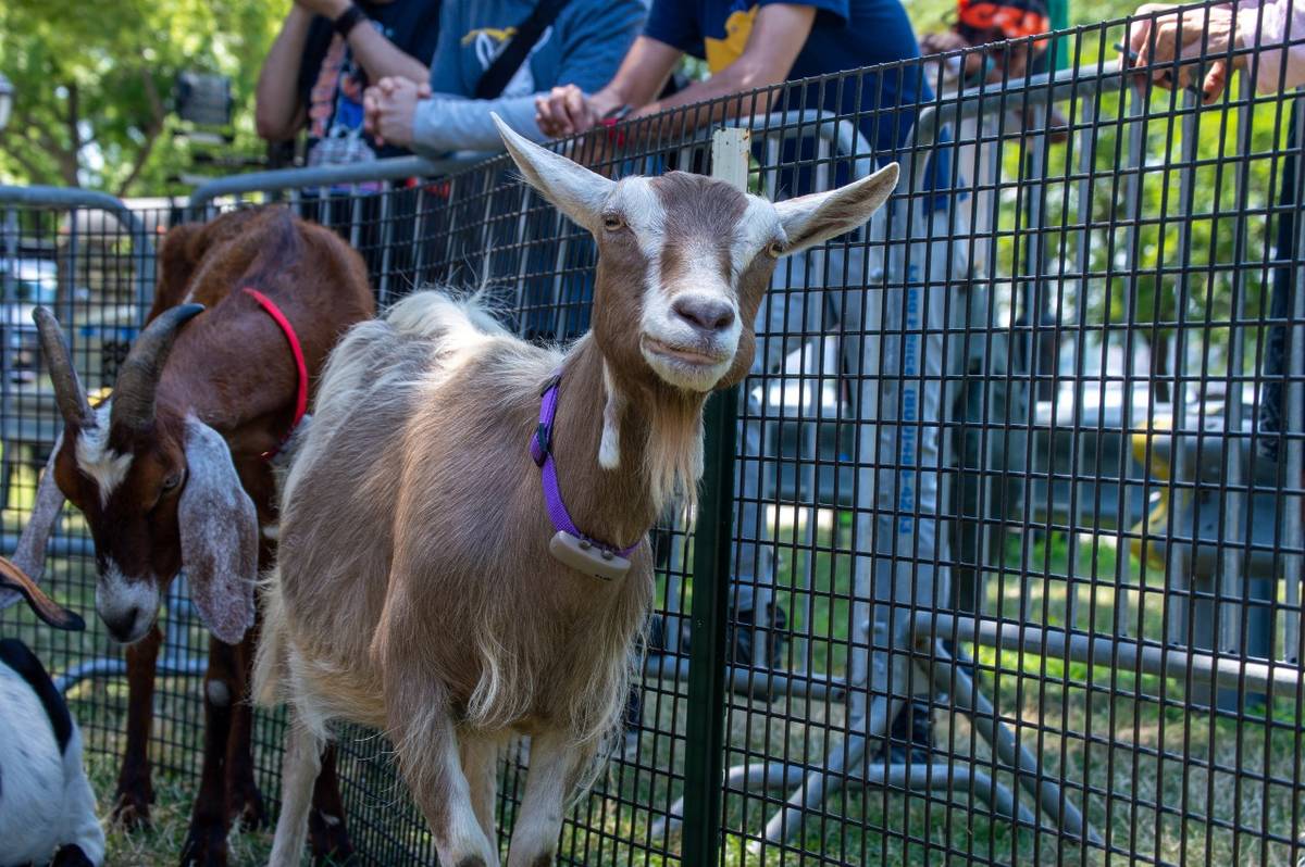 Goatham 2025 Returns To Riverside Park With A Heard Of 5 Goats