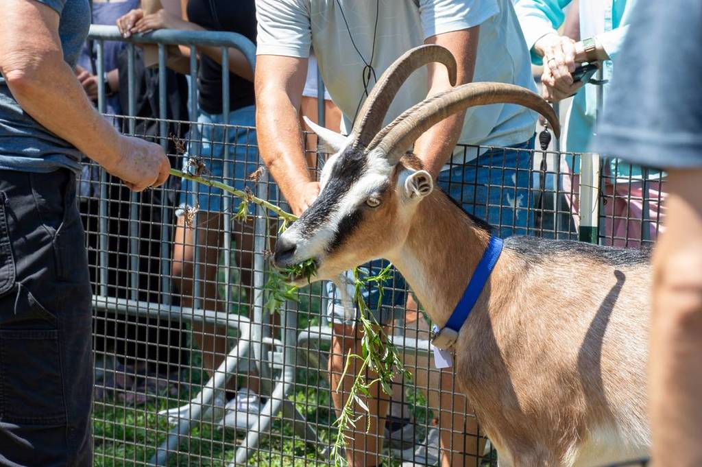 Goatham 2025 Returns To Riverside Park With A Heard Of 5 Goats