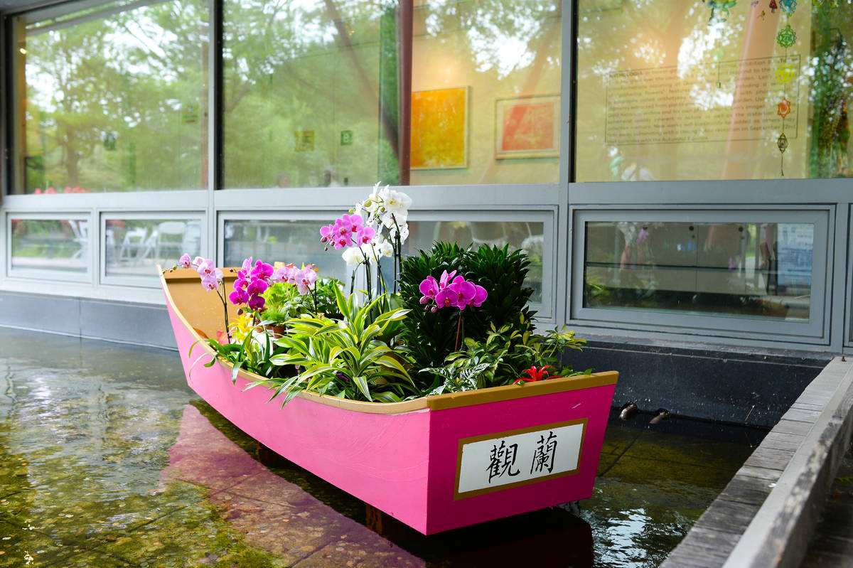This Weekend Only, Experience Taiwan’s Stunning Orchid Exhibit In Queens
